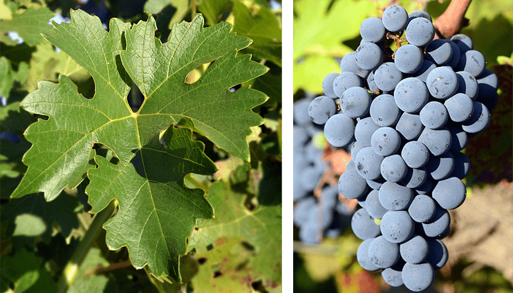 Ampelografía | OWMwines.cl